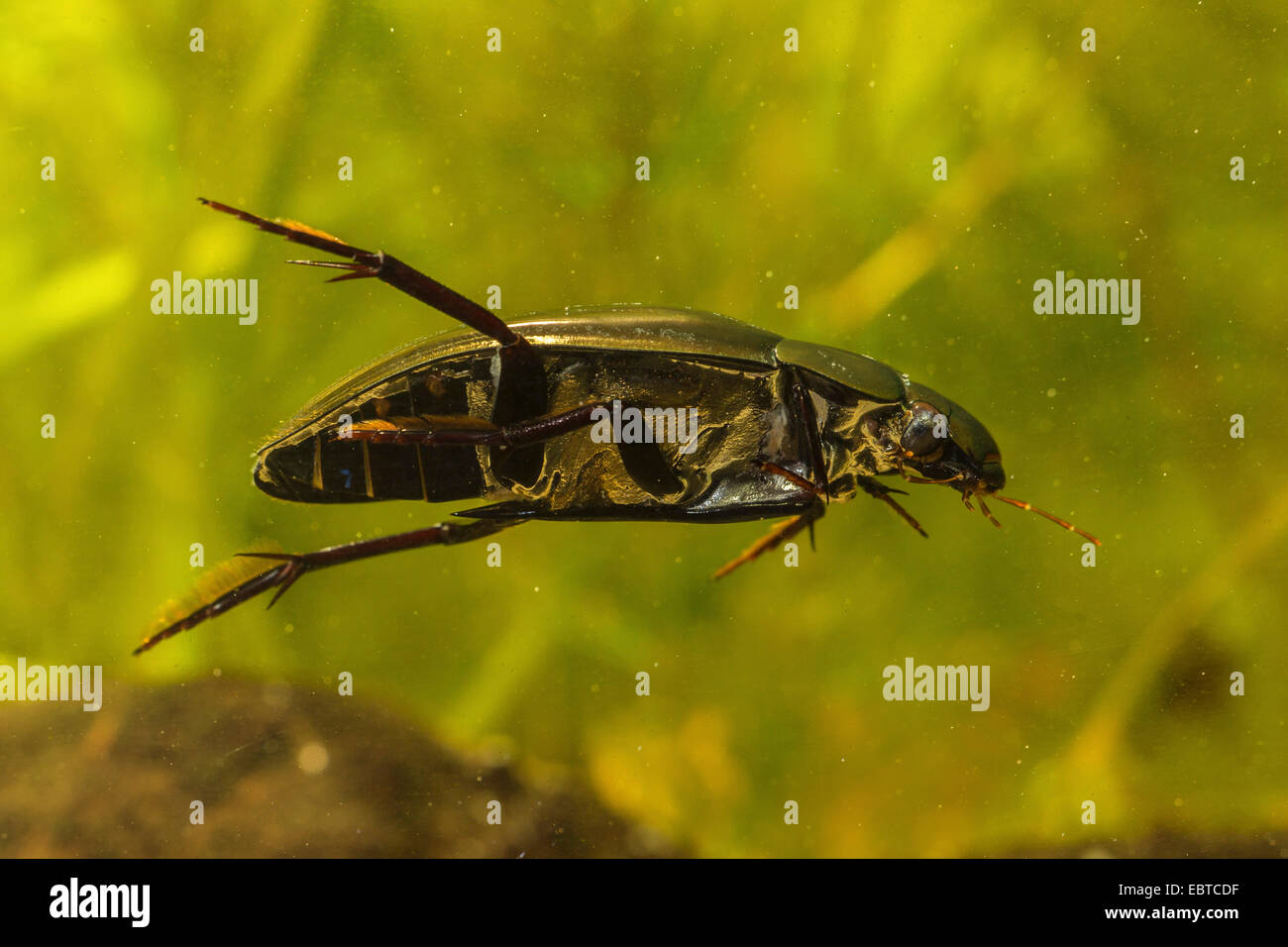 Greater silver beetle, Great black water beetle, Great silver water ...