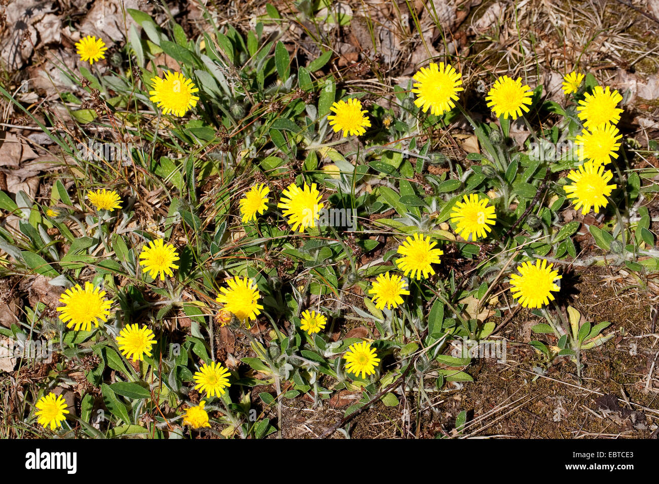 mousear hawkweed, mouseear (Hieracium pilosella, Pilosella officinarum ...