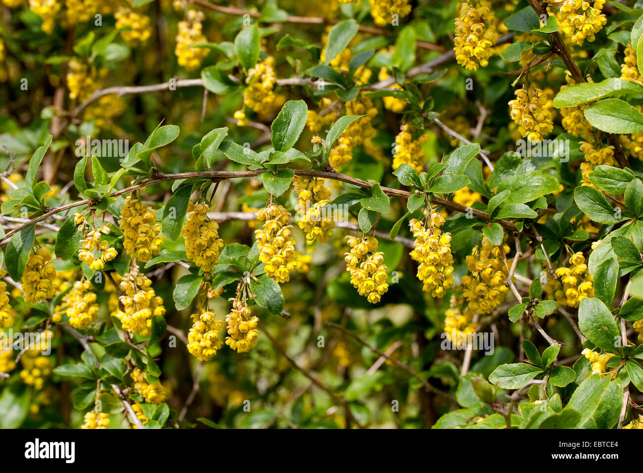 common barberry, European barberry (Berberis vulgaris), blooming Stock ...