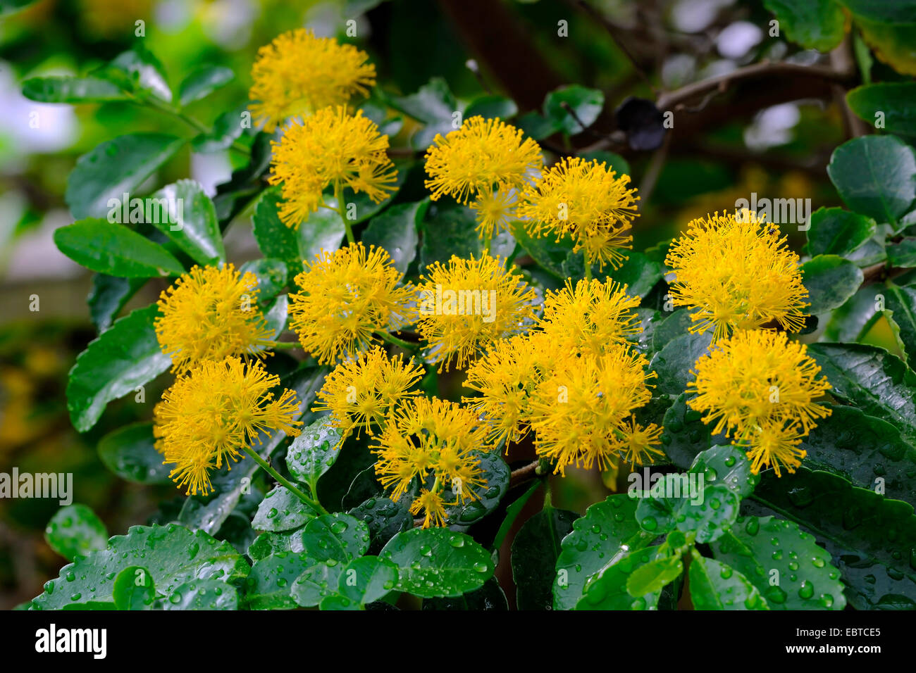 Azara serrata (Azara serrata), blooming Stock Photo - Alamy