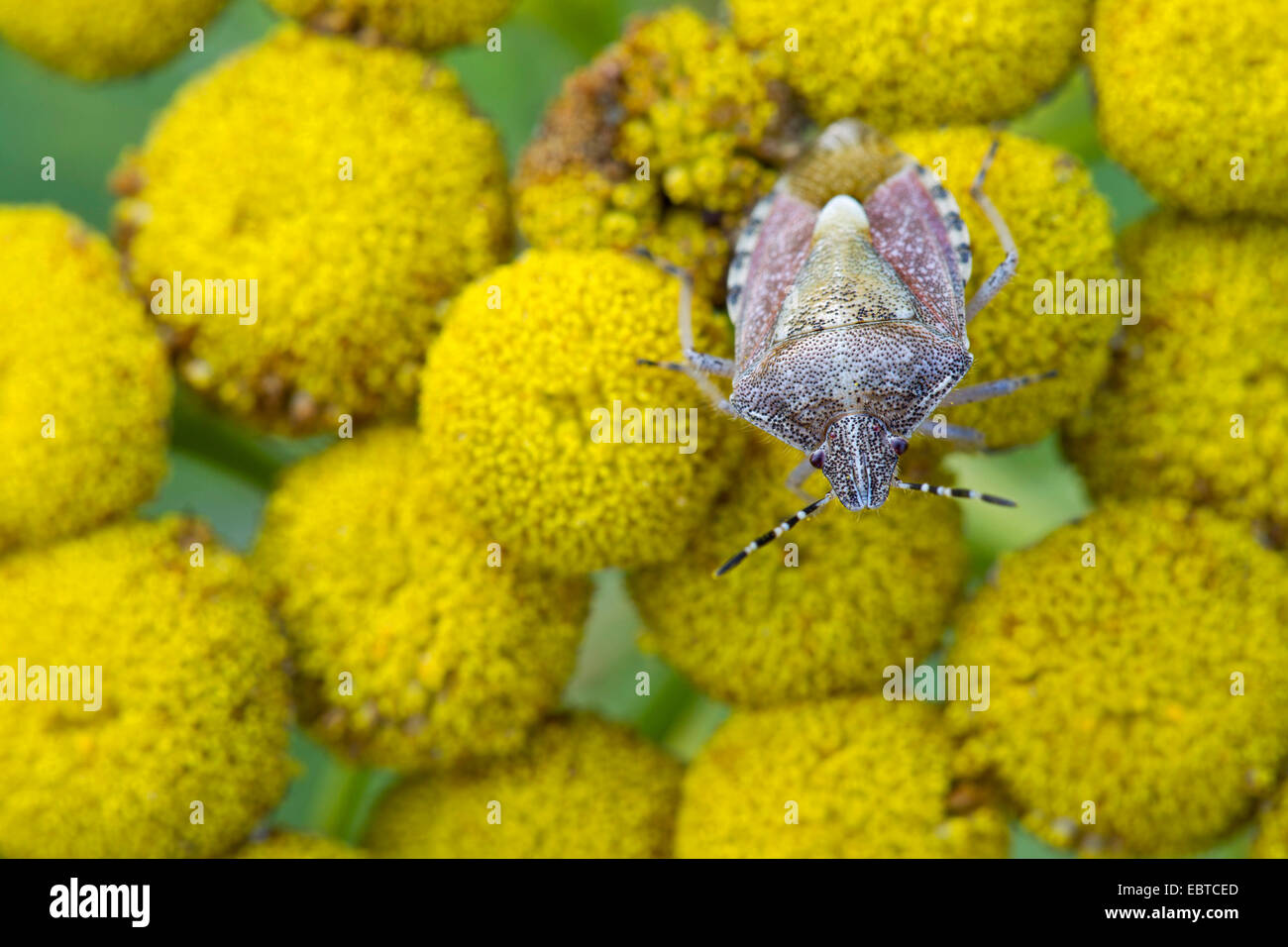 sloe bug, sloebug (Dolycoris baccarum), on Tanacetum vulgare, Germany ...