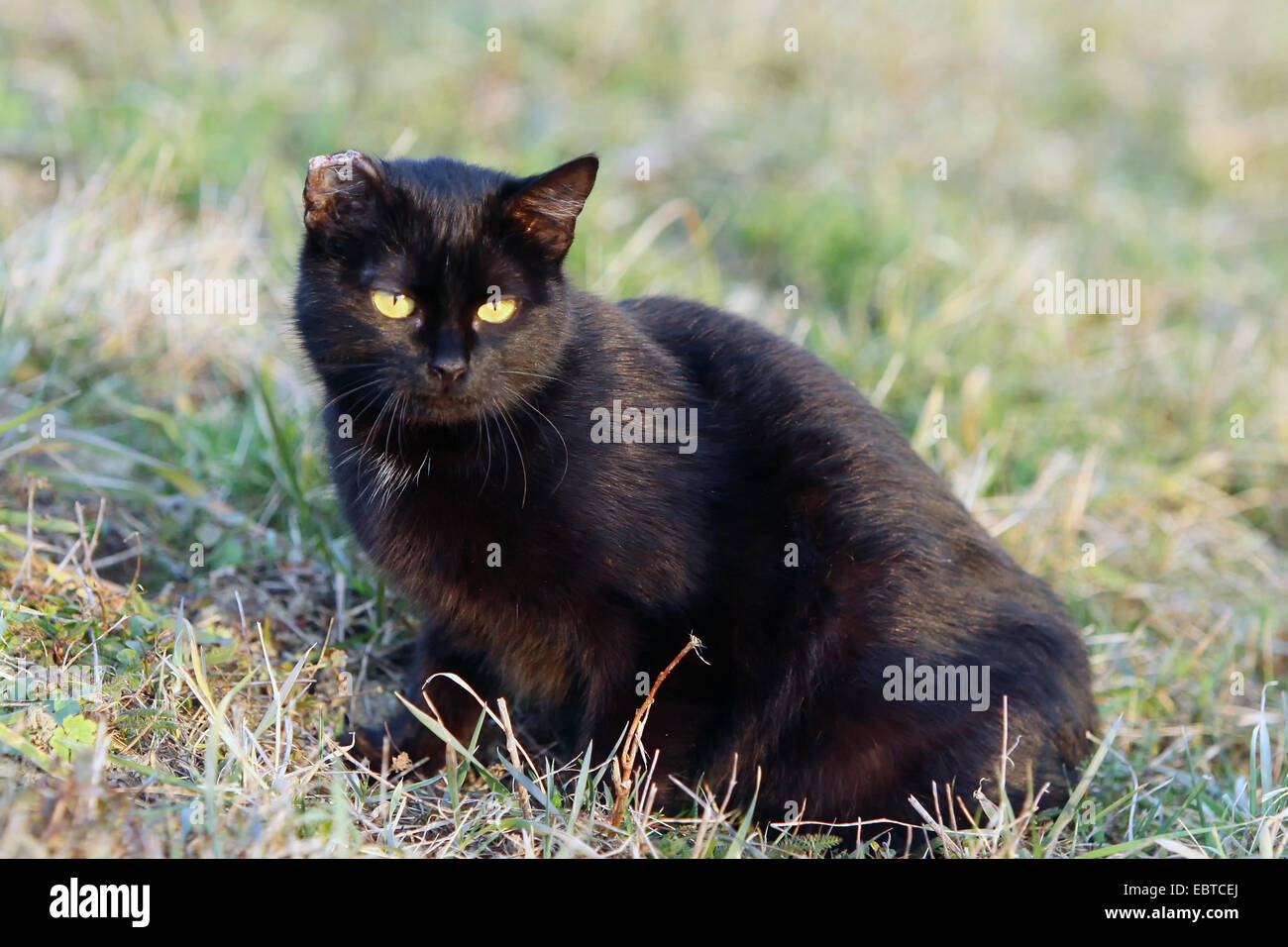 Cat ear injured pet hi-res stock photography and images - Alamy