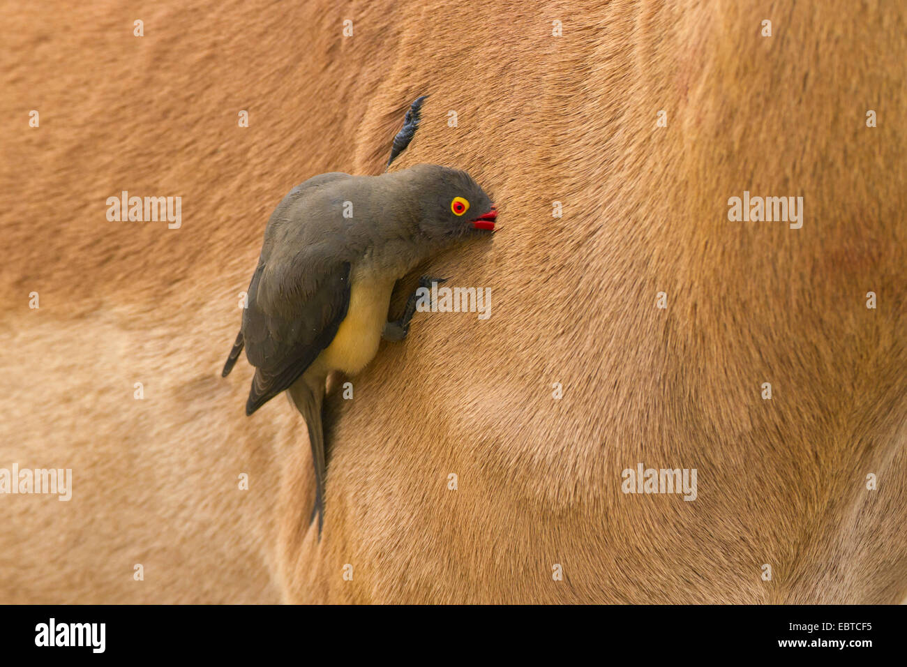 Red billed oxpecker eating hi-res stock photography and images - Alamy