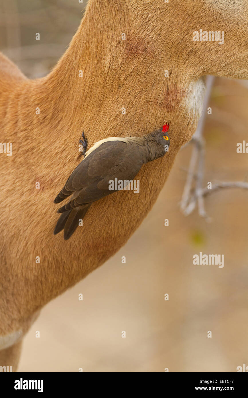 Red billed oxpecker eating hi-res stock photography and images - Alamy