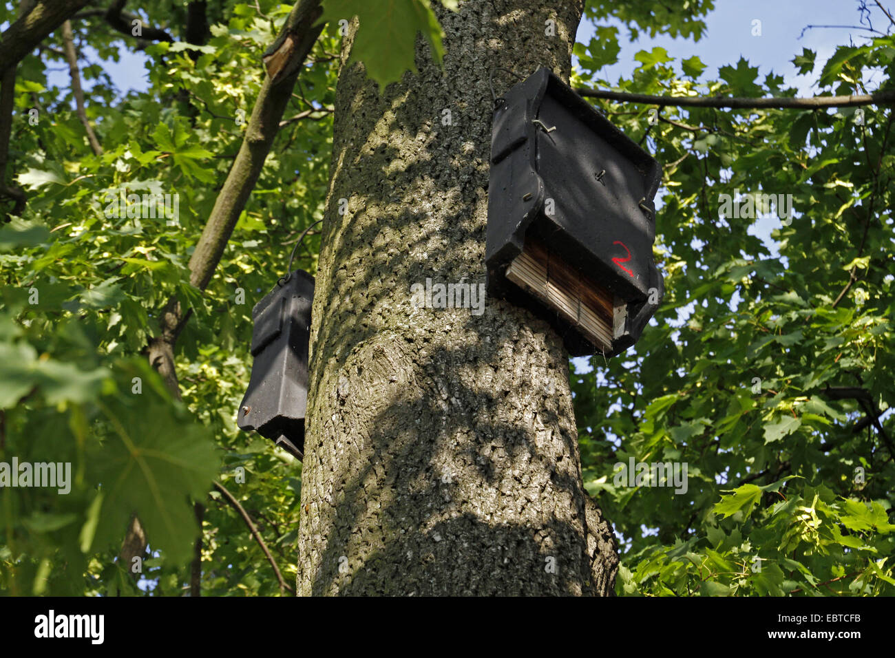 Chiropterans hi-res stock photography and images - Alamy