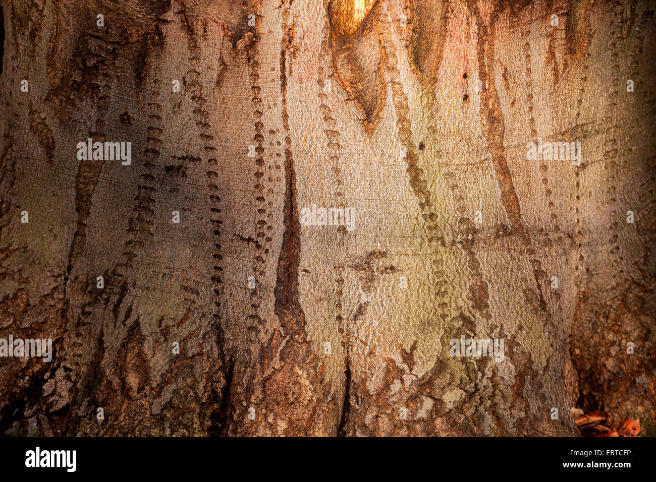 Beech tree bark hi-res stock photography and images - Alamy