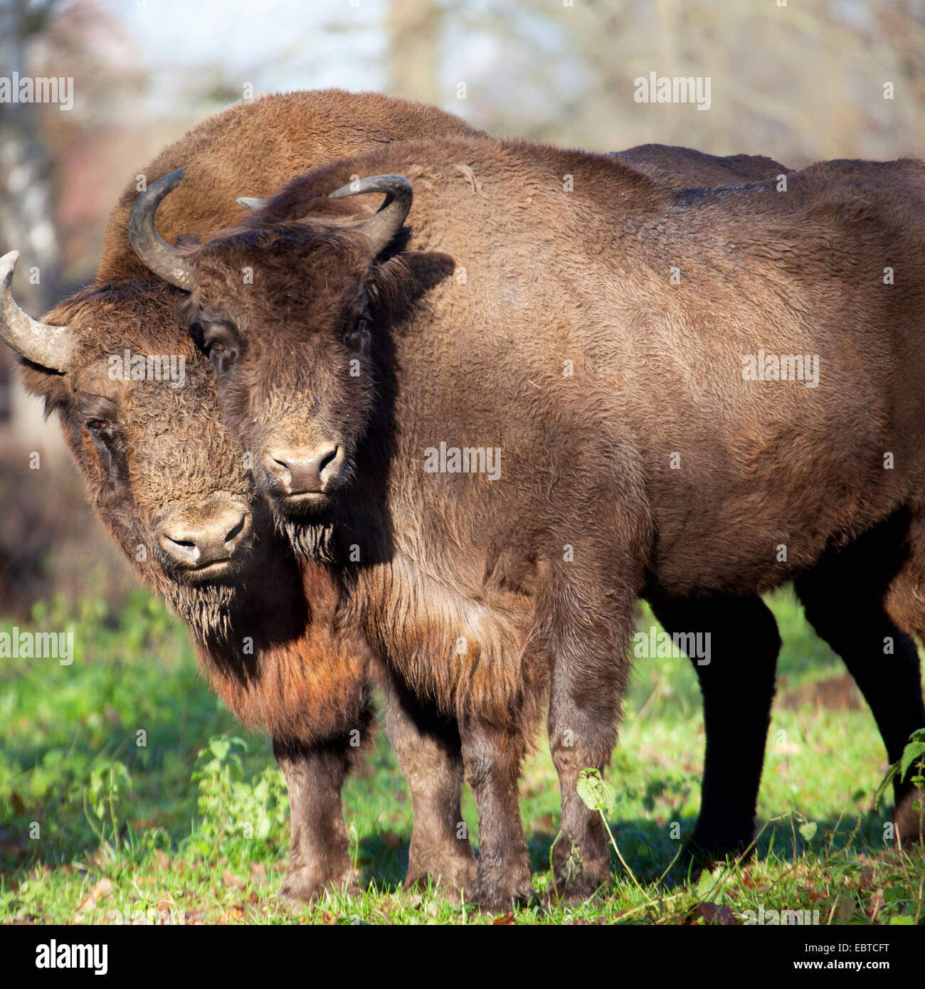 Bison animal habitat hi-res stock photography and images - Alamy