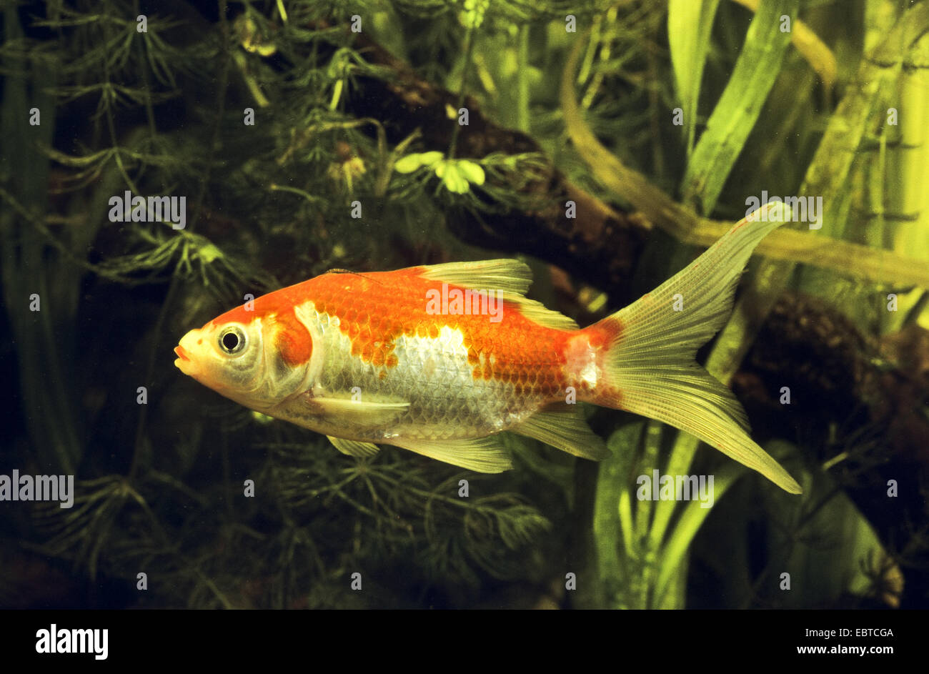 goldfish, common carp (Carassius auratus, Carassius auratus auratus ...