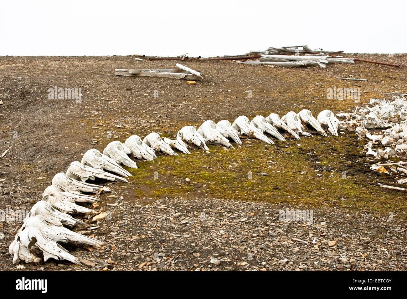 white whale, beluga (Delphinapterus leucas), bones at the coast Stock ...