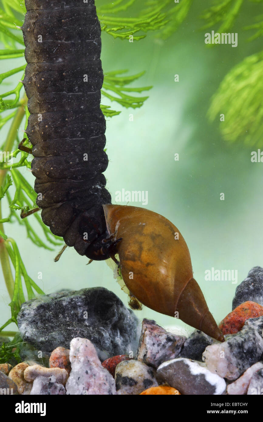 Black water beetle, Silver water beetle, Diving water beetle (Hydrous ...