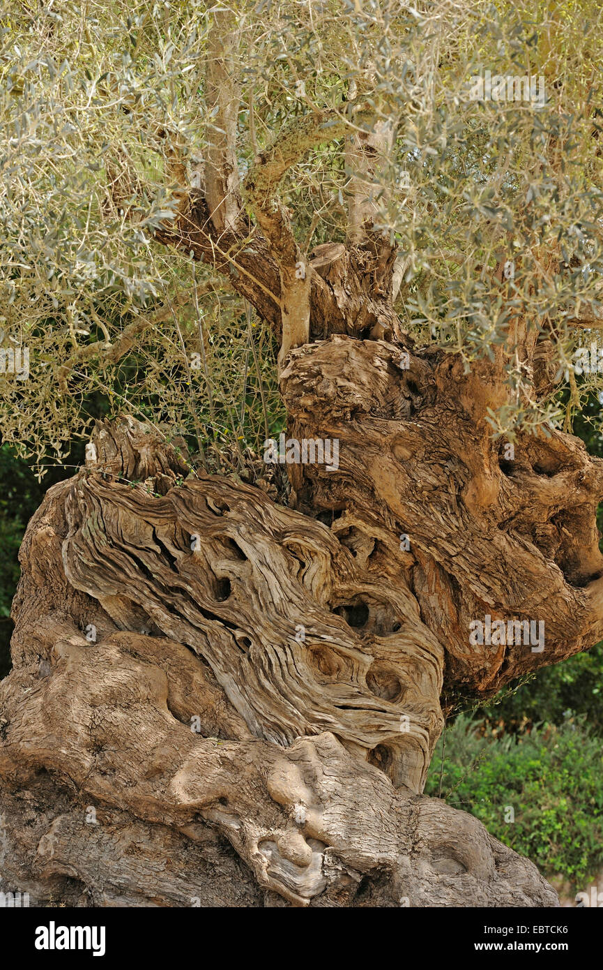 olive tree (Olea europaea ssp. sativa), old olive tree, Spain, Balearen ...