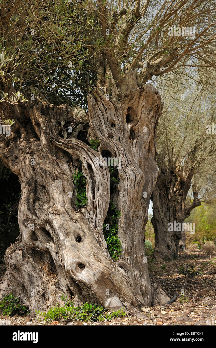 olive tree (Olea europaea ssp. sativa), old olive tree, Spain, Balearen ...