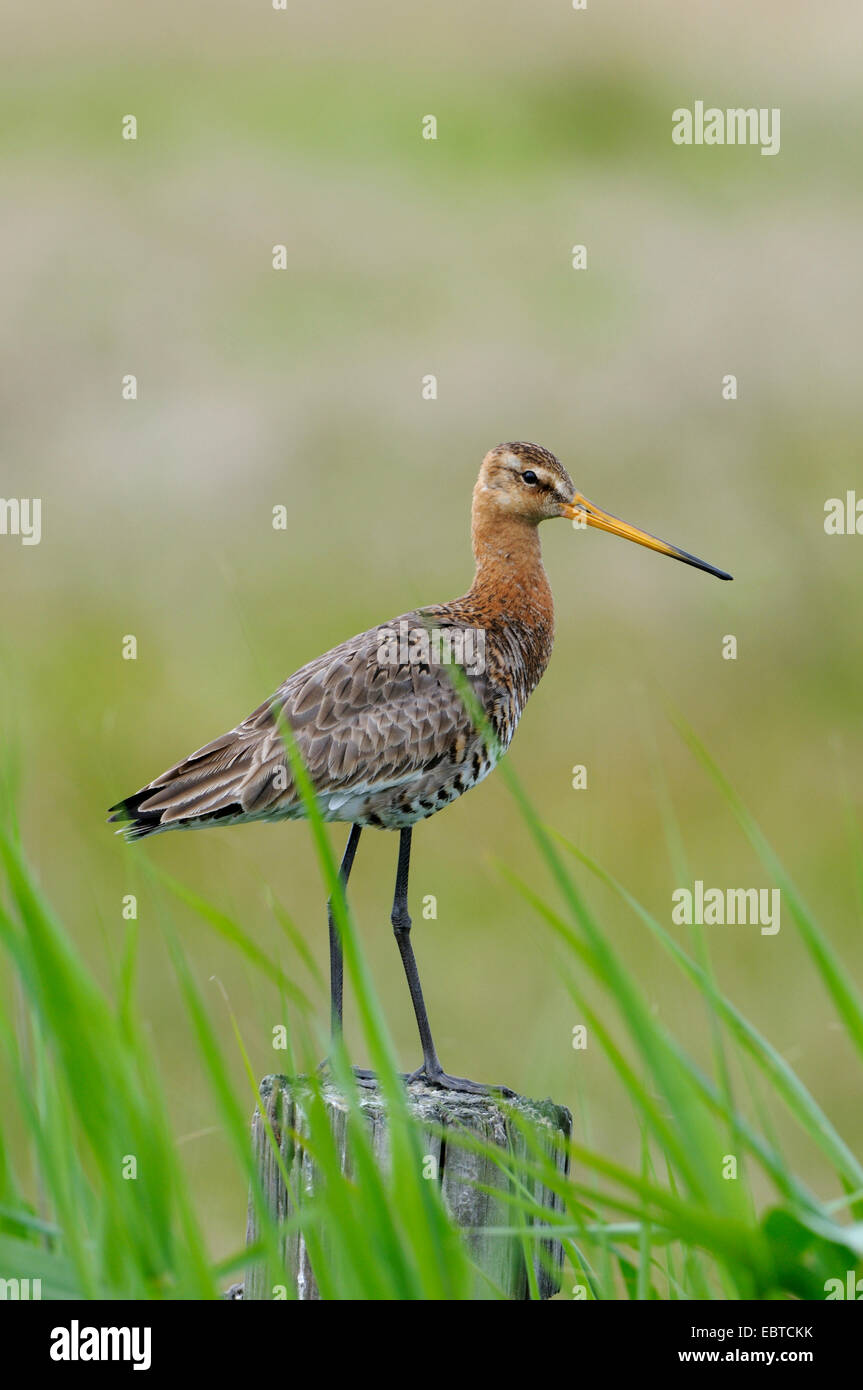 black-tailed godwit (Limosa limosa), sitting on wooden post ...