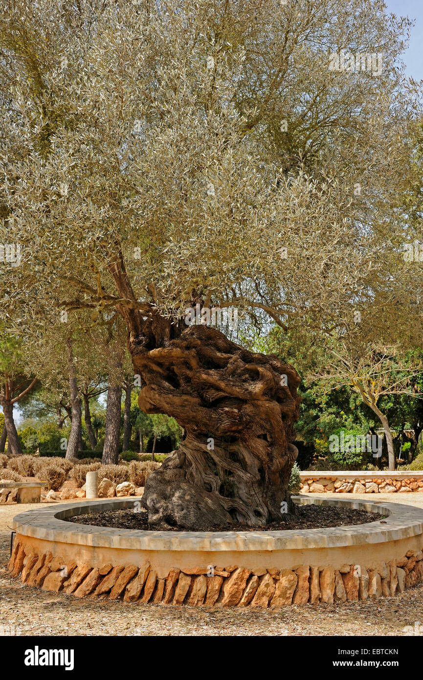 Olive tree olea europaea ssp sativa hi-res stock photography and images ...