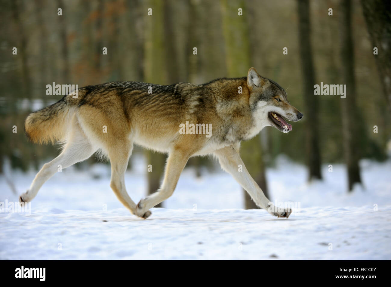 European gray wolf (Canis lupus lupus), walking through the snow, Germany, North Rhine ...