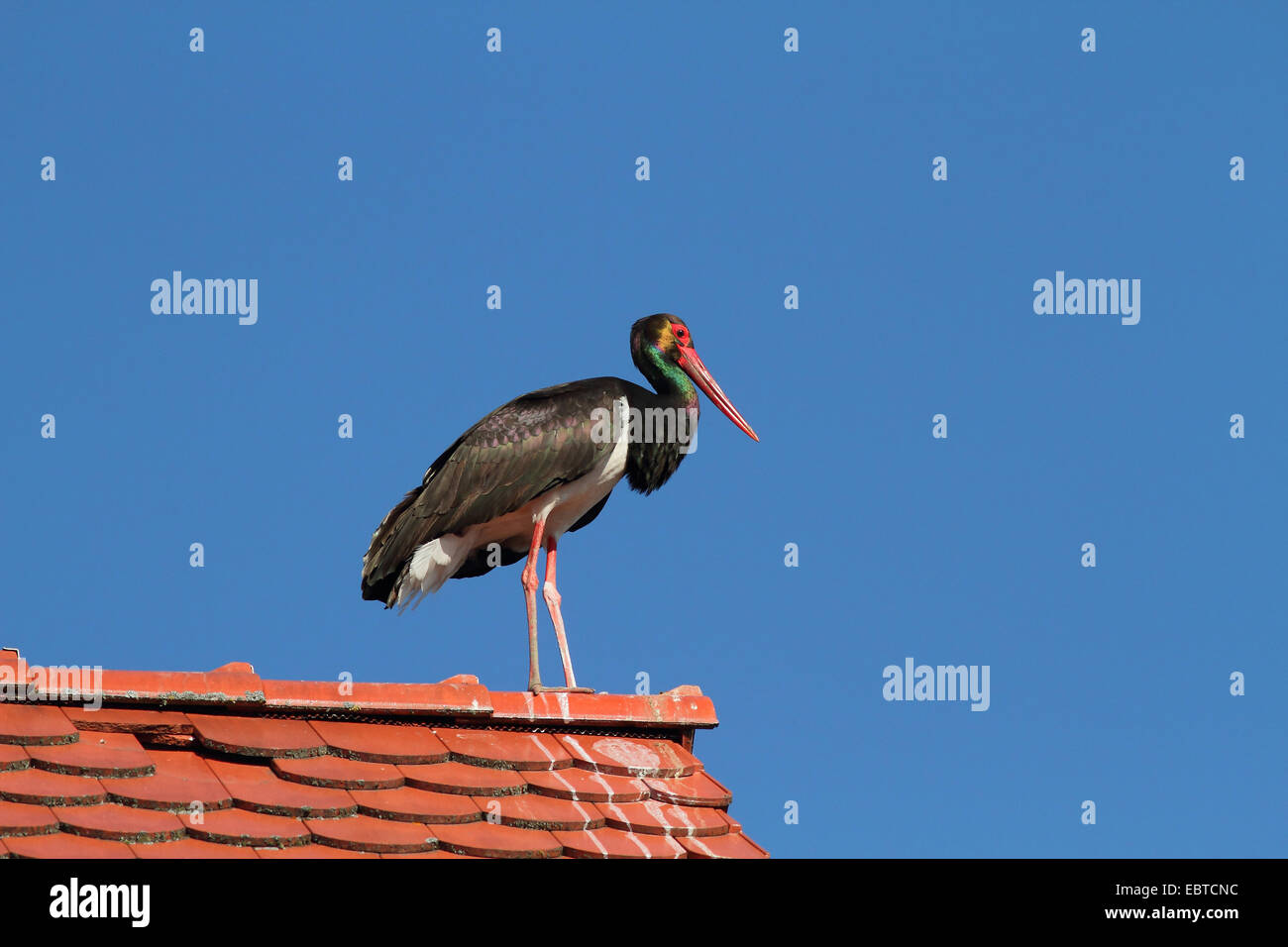 black stork (Ciconia nigra), sitting on roof, Germany Stock Photo - Alamy