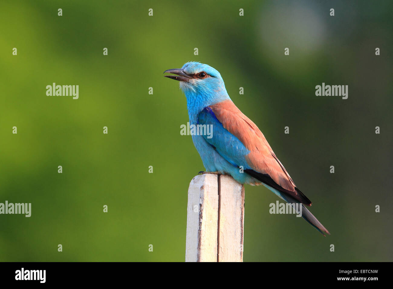 Lookout posts hi-res stock photography and images - Alamy