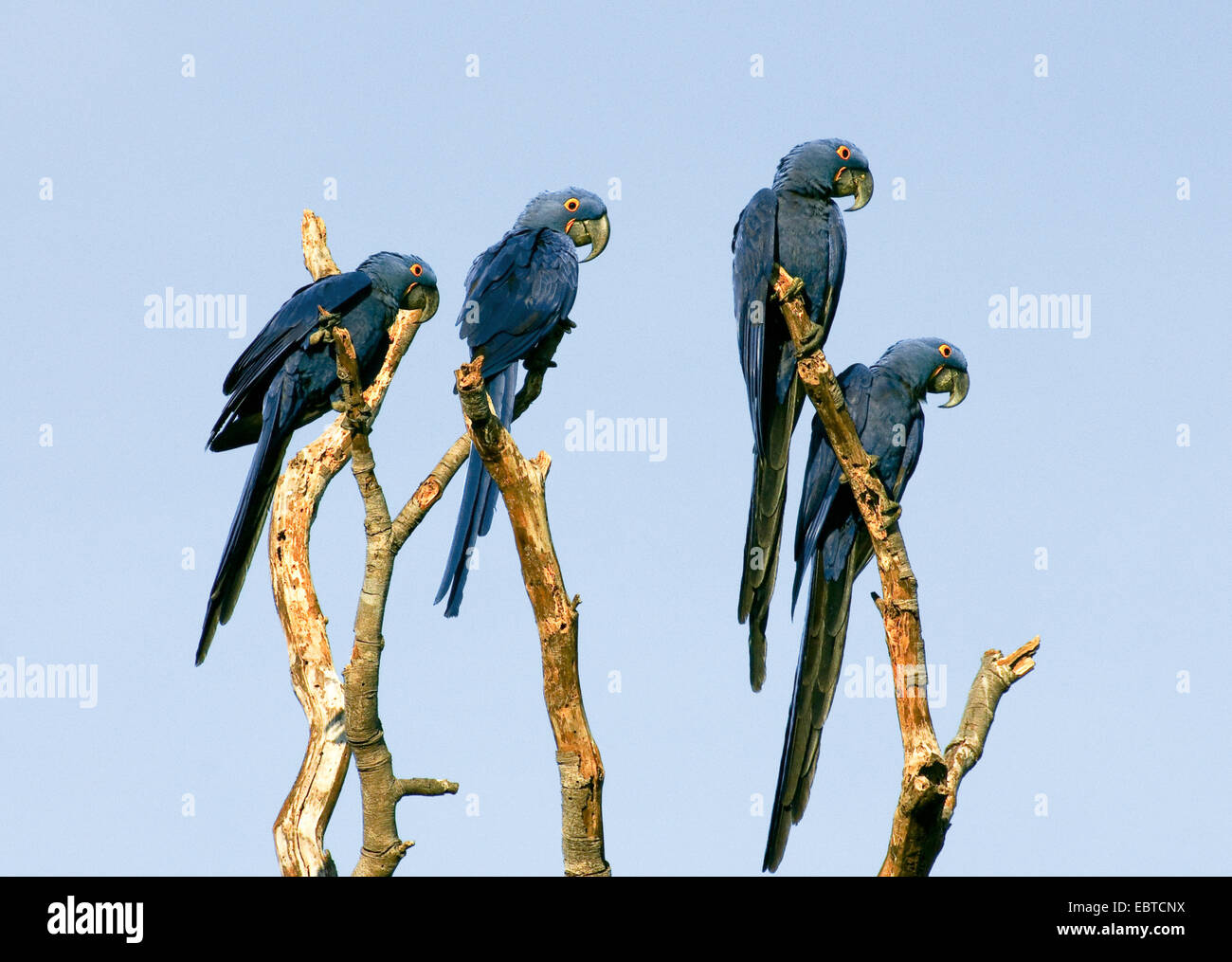 hyacinth macaw (Anodorhynchus hyacinthinus), four hyacinth macaws ...