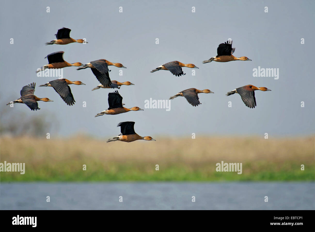 Flying flock mcphoto hi-res stock photography and images - Alamy
