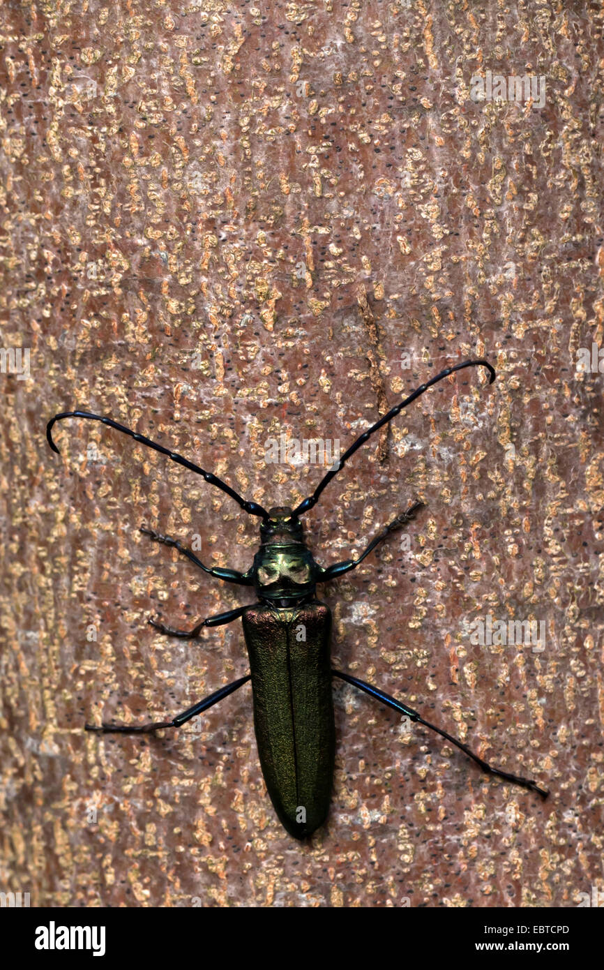 musk beetle (Aromia moschata), sitting on bark, Germany, Bavaria Stock ...