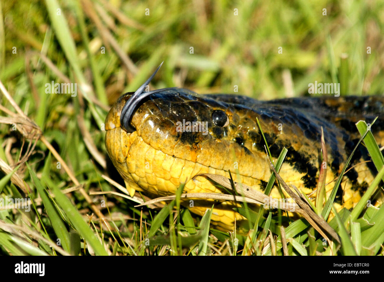 Yellow anaconda (Eunectes notaeus), portrait, Brazil, Pantanal Stock ...
