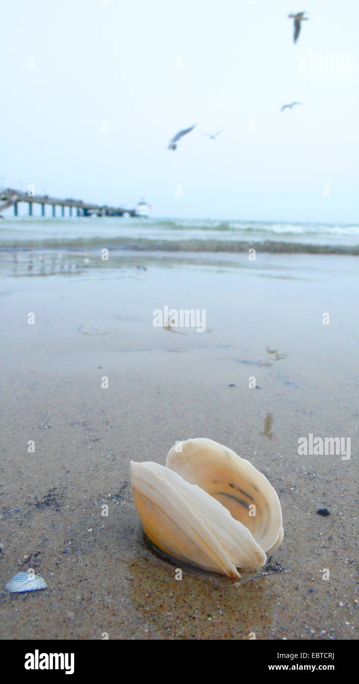 seashell at the sand beach in front of a landing stage, Germany ...