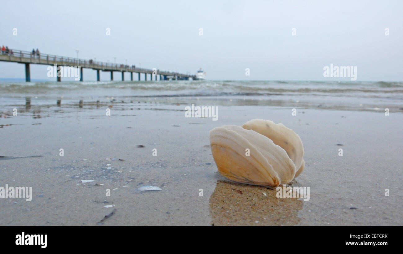 seashell at the sand beach in front of a landing stage, Germany ...