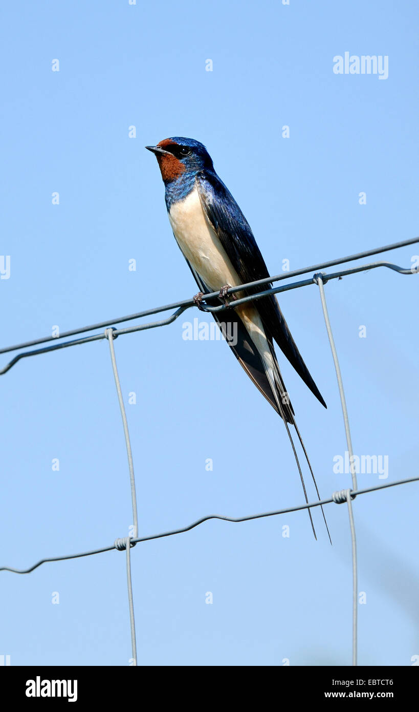 barn swallow (Hirundo rustica), sitting on a mesh wire fence, Germany ...