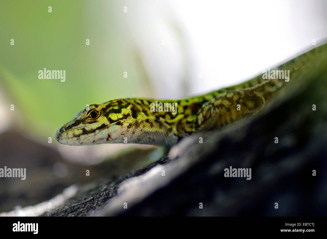 Italian wall lizard, ruin lizard, European wall lizard (Podarcis sicula ...