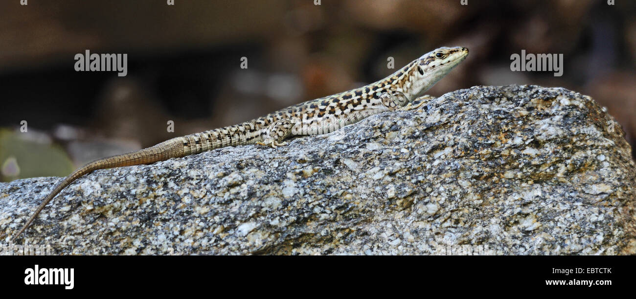 Italian wall lizard, ruin lizard, European wall lizard (Podarcis sicula ...