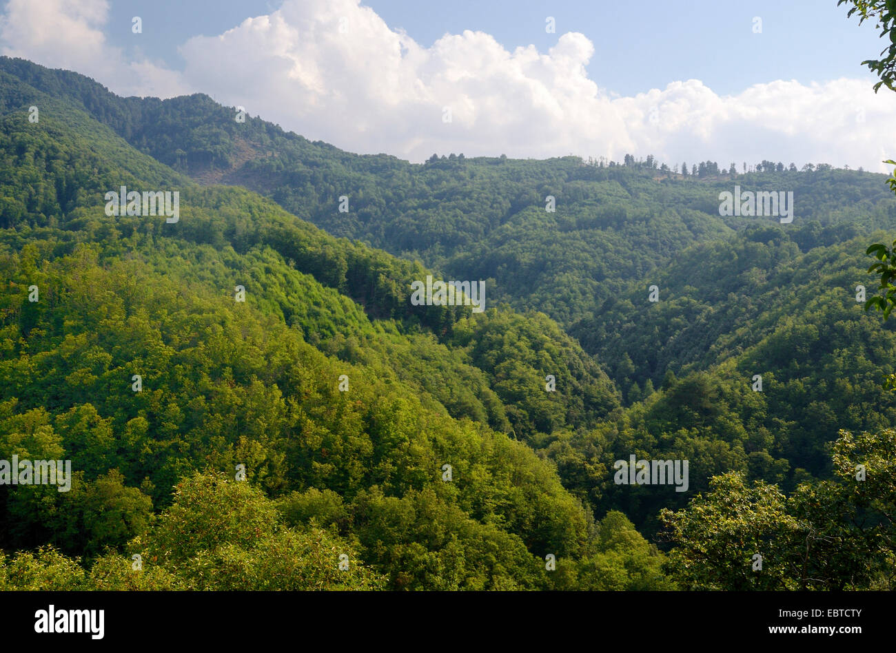 forest landscape, Italy, Calabria, Ben Aspromonte National Park Stock ...