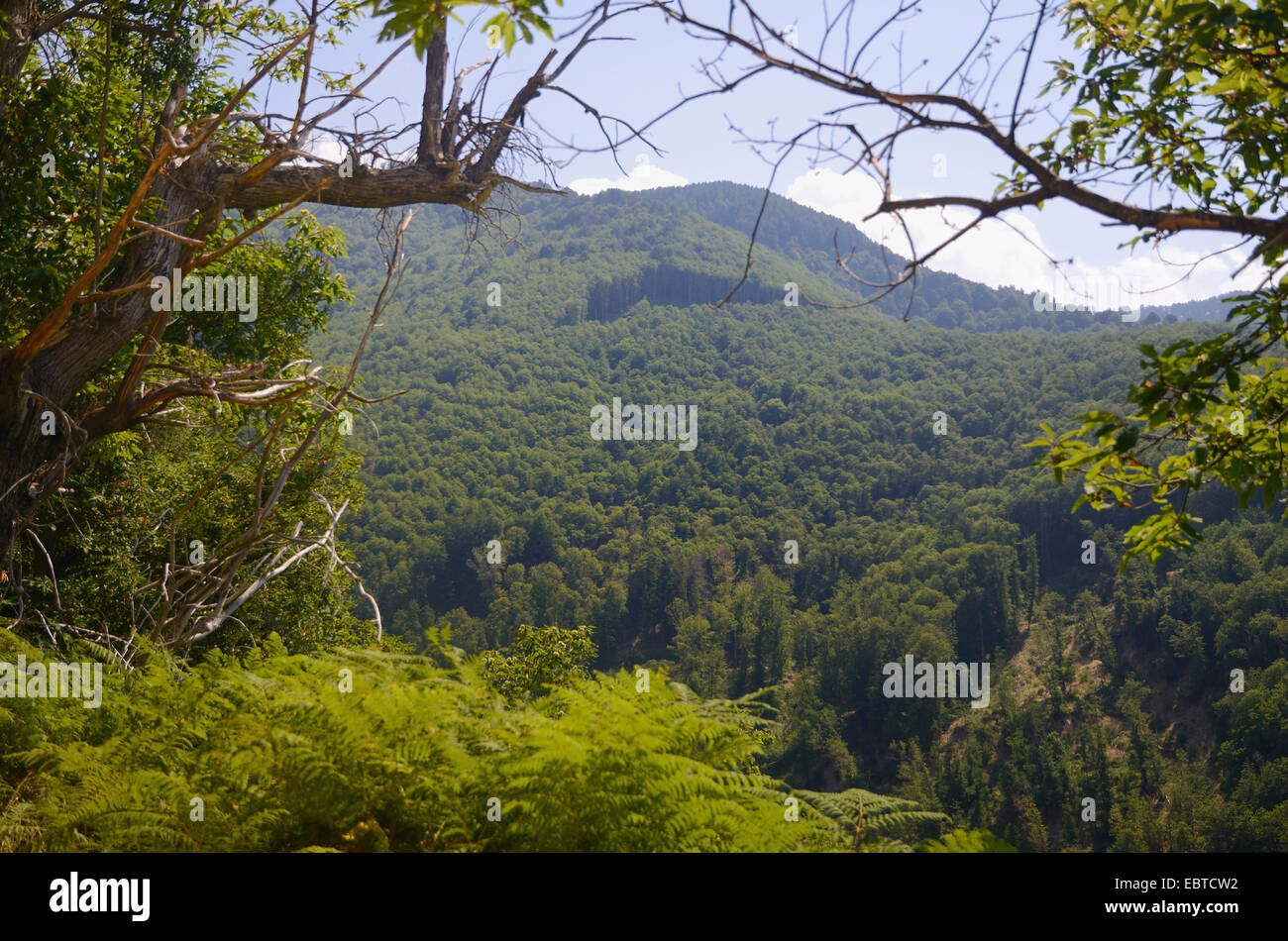 forest landscape, Italy, Calabria, Ben Aspromonte National Park Stock ...