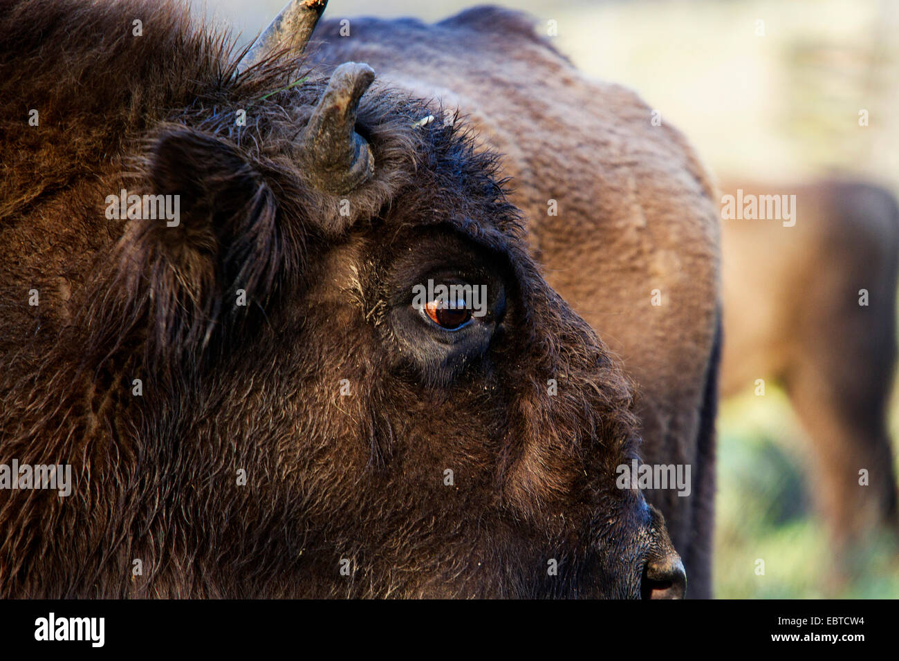 European bison, wisent (Bison bonasus), portrait, Germany Stock Photo ...