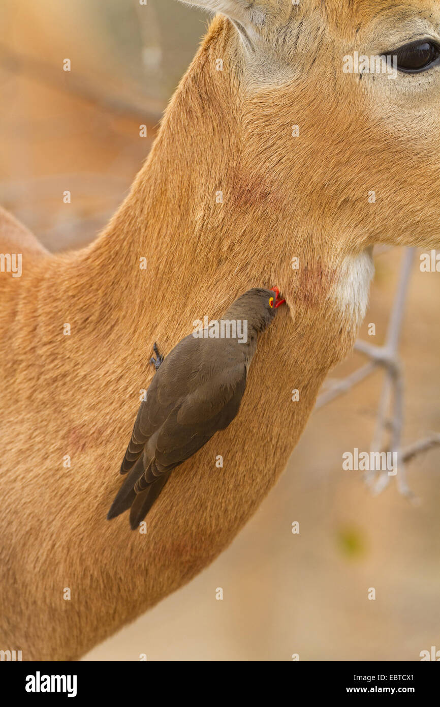 Red billed oxpecker eating hi-res stock photography and images - Alamy