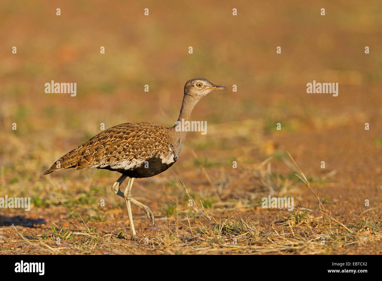 Red Crested Bustard High Resolution Stock Photography and Images - Alamy