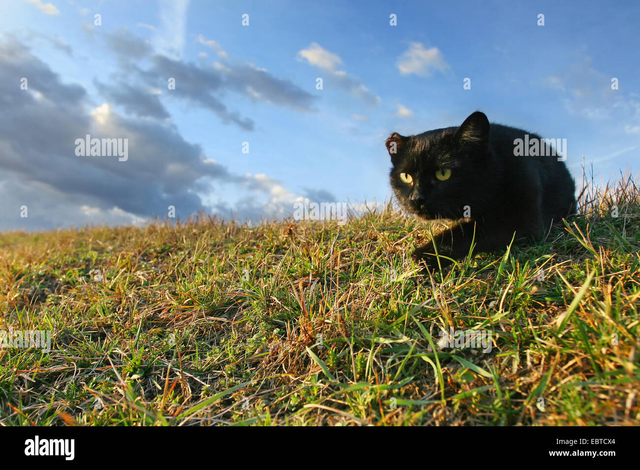 Cat ear injured pet hi-res stock photography and images - Alamy
