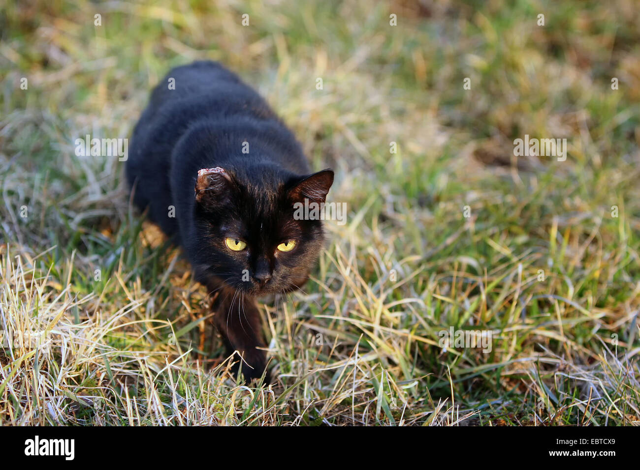 An injured black cat with a damaged ear sneaking in the grass Stock ...