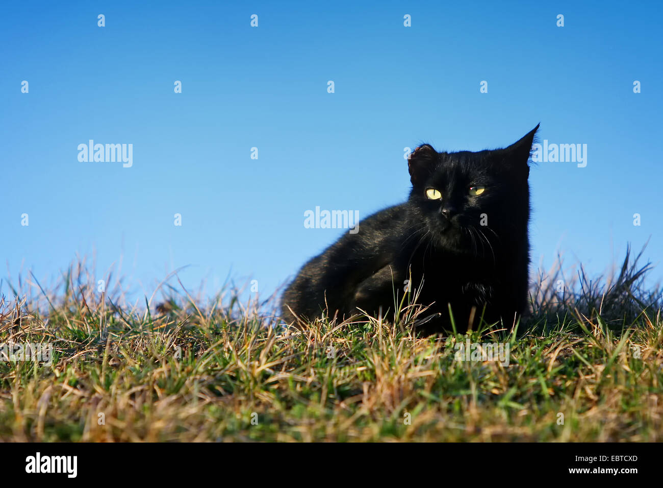 A black cat with a damaged ear lying in the grass on a meadow Stock ...