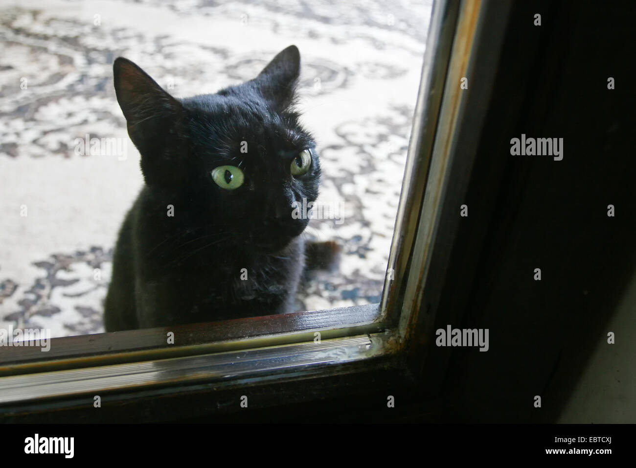 A close up of a black domestic cat looking outside through the glass ...