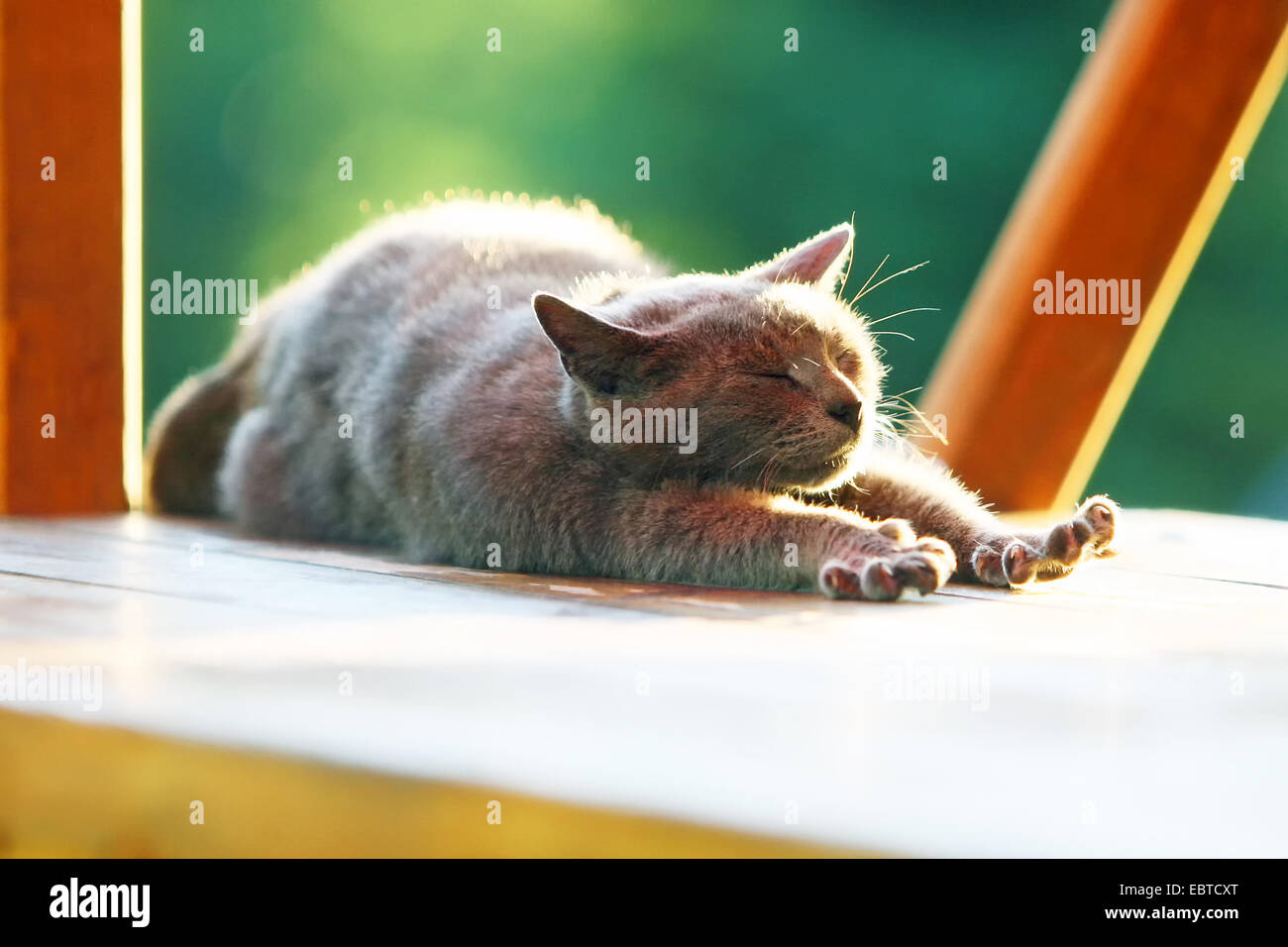 A brown cat sleeping on an empty wooden stand Stock Photo - Alamy