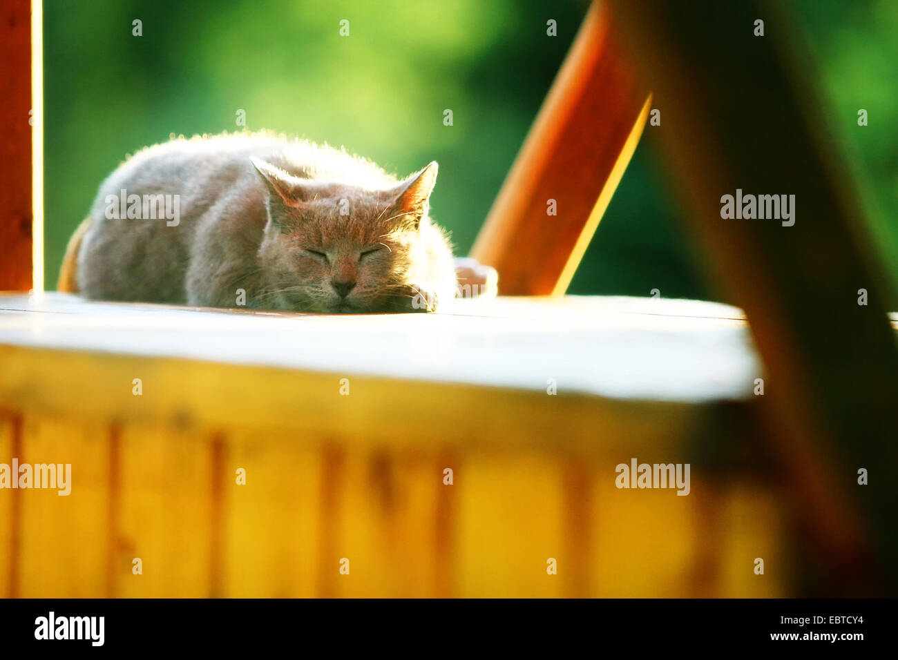 A brown cat sleeping on an empty wooden stand Stock Photo - Alamy