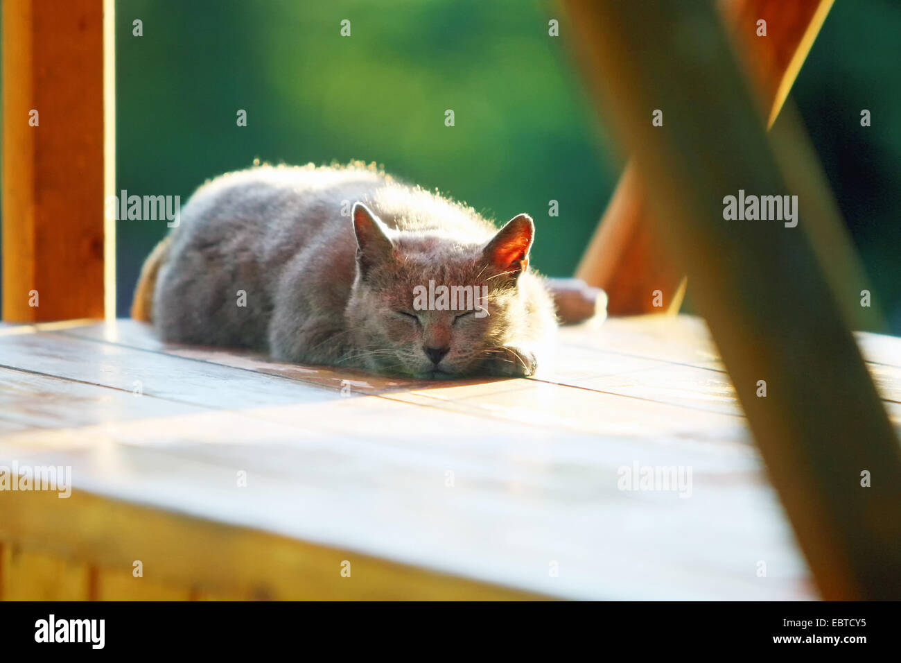 A brown cat sleeping on an empty wooden stand Stock Photo - Alamy