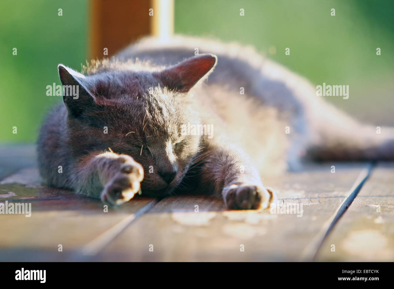 A brown cat sleeping on an empty wooden stand Stock Photo - Alamy