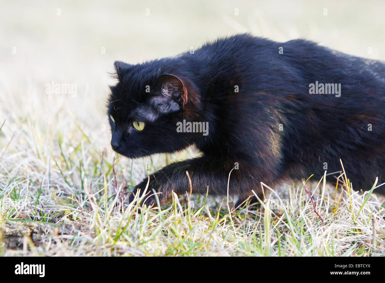 A black cat with a damaged ear sneaking in the grass Stock Photo - Alamy