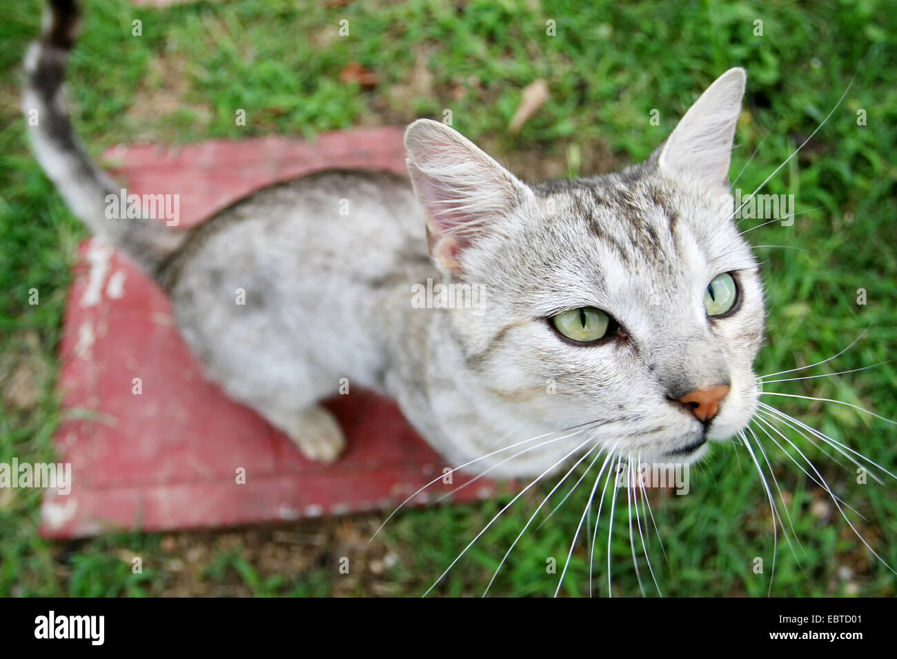 Wide angle photography cat hi-res stock photography and images - Alamy