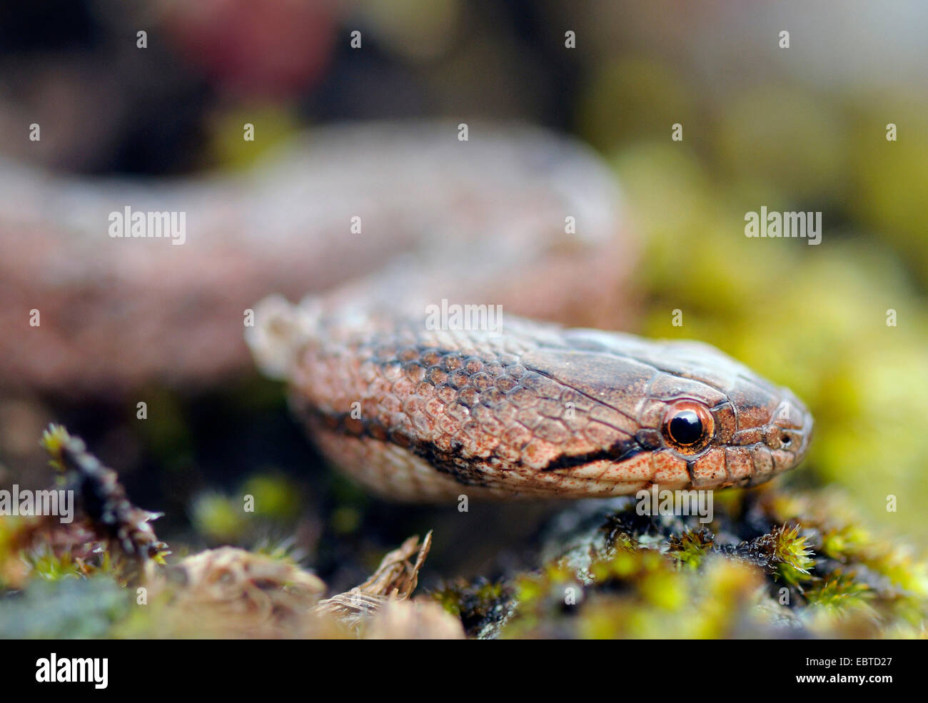 southern smooth snake, Bordeaux snake (Coronella girondica), portrait ...