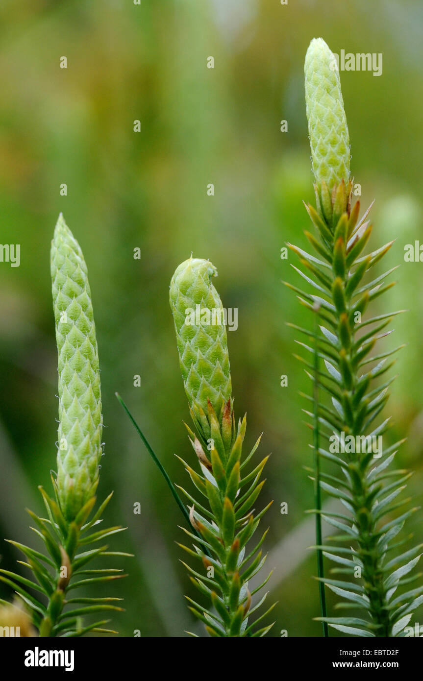 stiff clubmoss, stiff ground-pine (Lycopodium annotinum), with cones ...