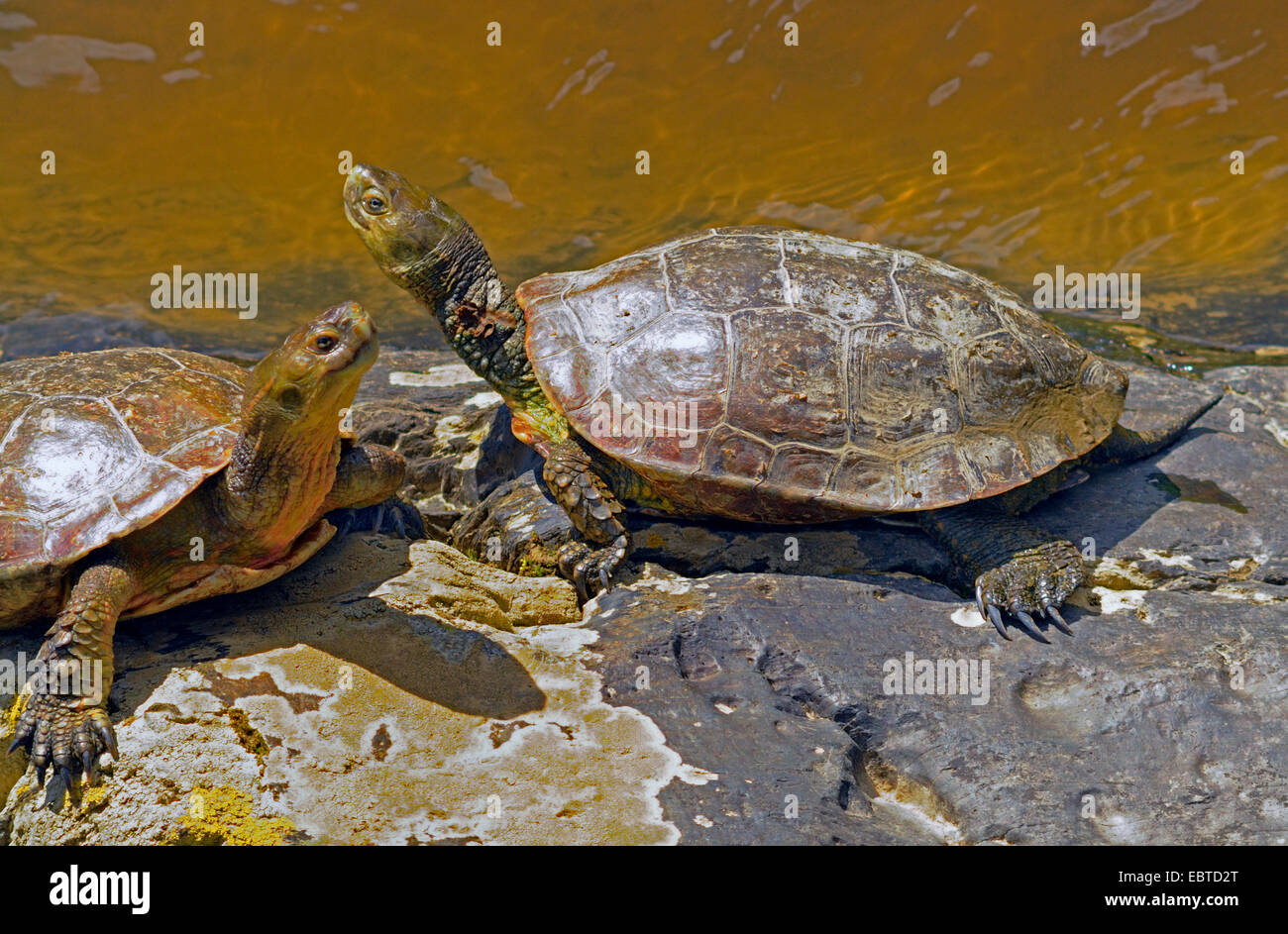 Maurish turtle, Mediterranean turtle (Mauremys leprosa), two animals ...