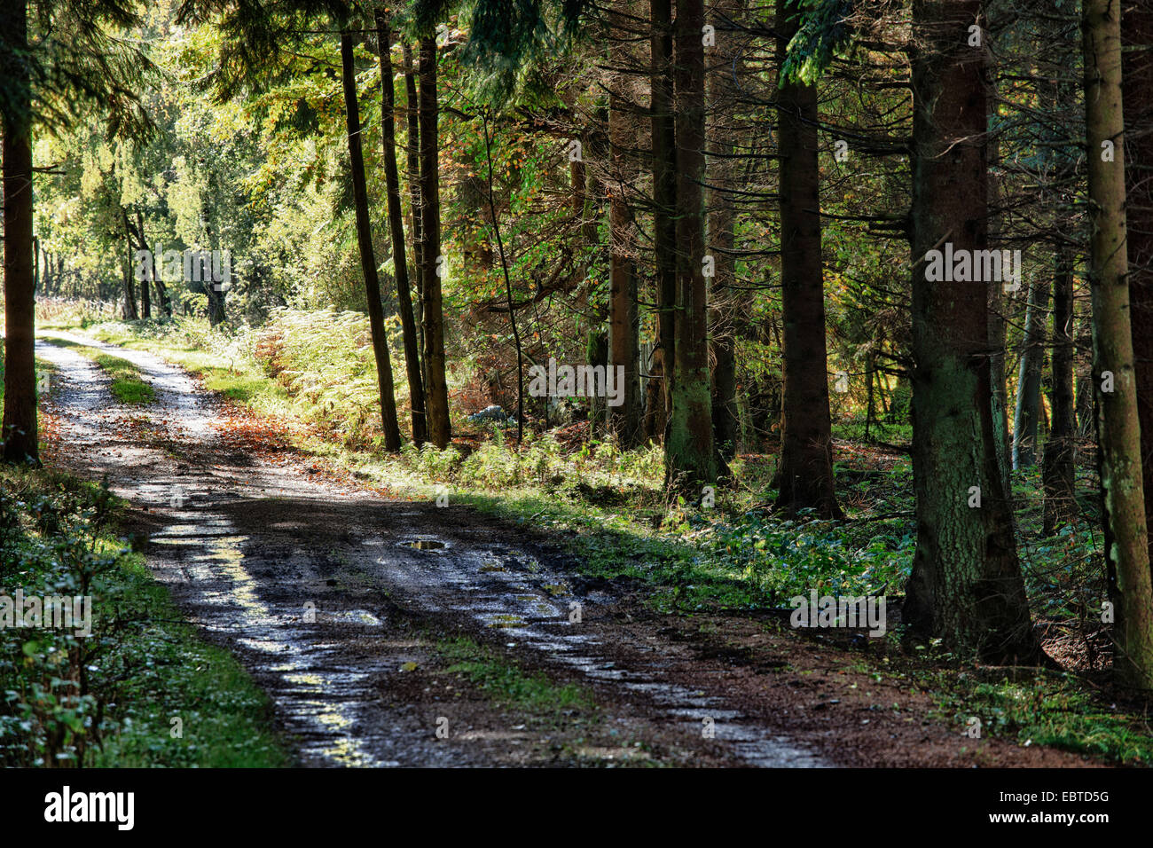 Path forest path hi-res stock photography and images - Alamy