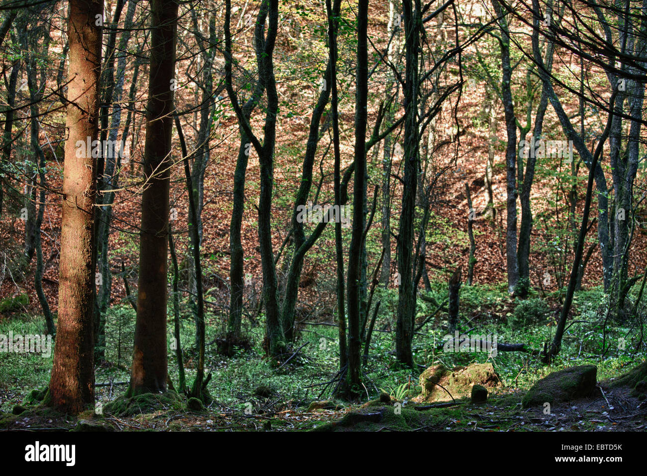 Natural native forests hi-res stock photography and images - Alamy